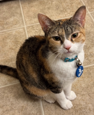She’s a calico, last seen Walnut Crest, River Crest, 78245, wearing ...